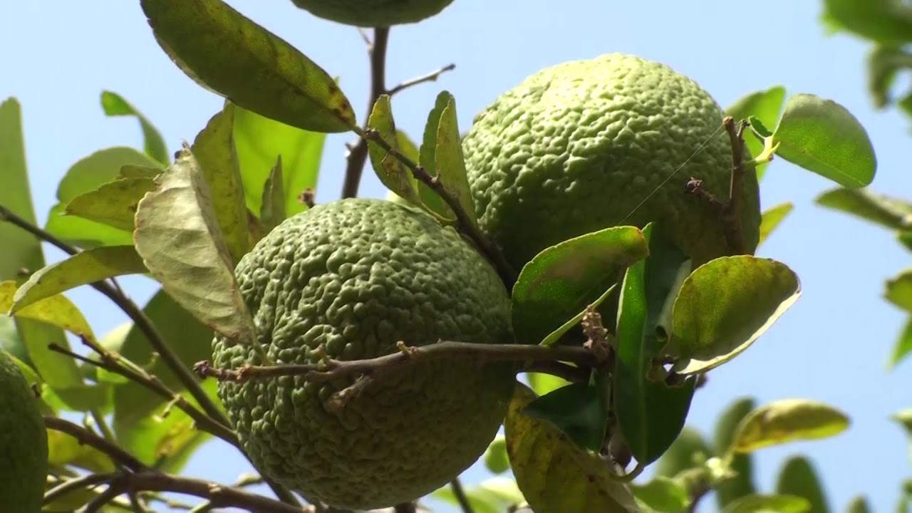 Citron Lime Heralekai Nartanga - YouTube