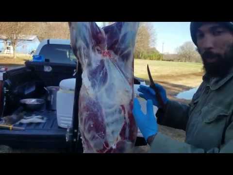 How to gut a deer- Game Processing #lazypondfarm Fish & Hunt - YouTube