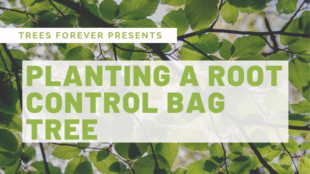 Planting a Root Control Bag Tree - YouTube