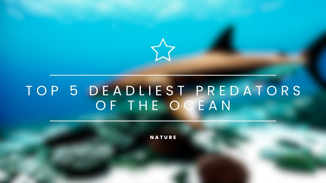 Top 5 Deadliest Predators Of The Ocean - YouTube