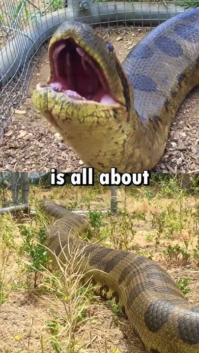 Anaconda vs Python #shorts - YouTube