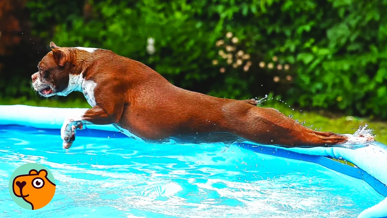 Dog Runs Full Speed Just To Jump Into The Pool | Cuddle Buddies - YouTube