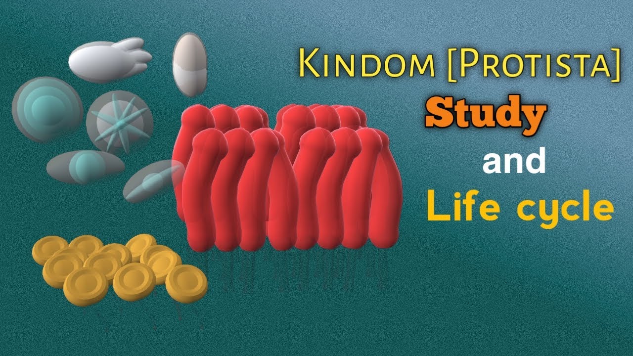 Study of kingdom [protista]|protist cell structure|protist life cycle ...
