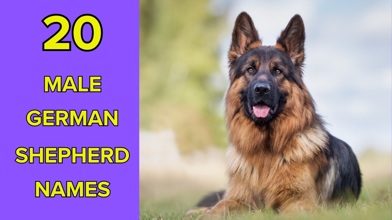 Time to Name Your New Male German Shepherd? Check Out the Best Top 20 ...