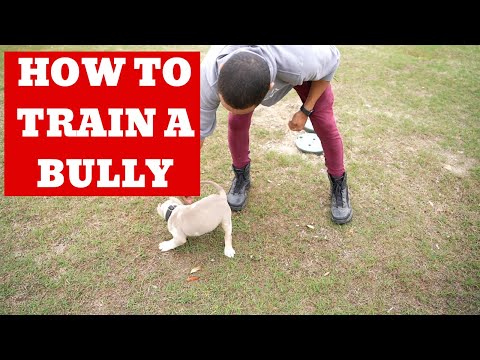 How to Train a Bully Puppy