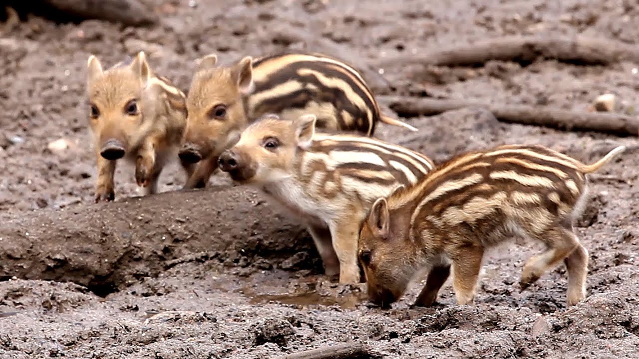 Wildschwein Ferkel