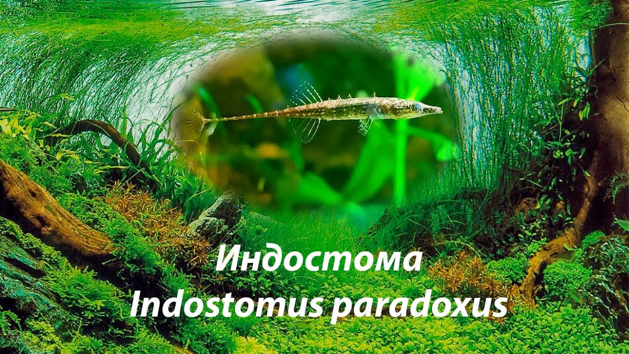 Индостома / Indostomus paradoxus - YouTube