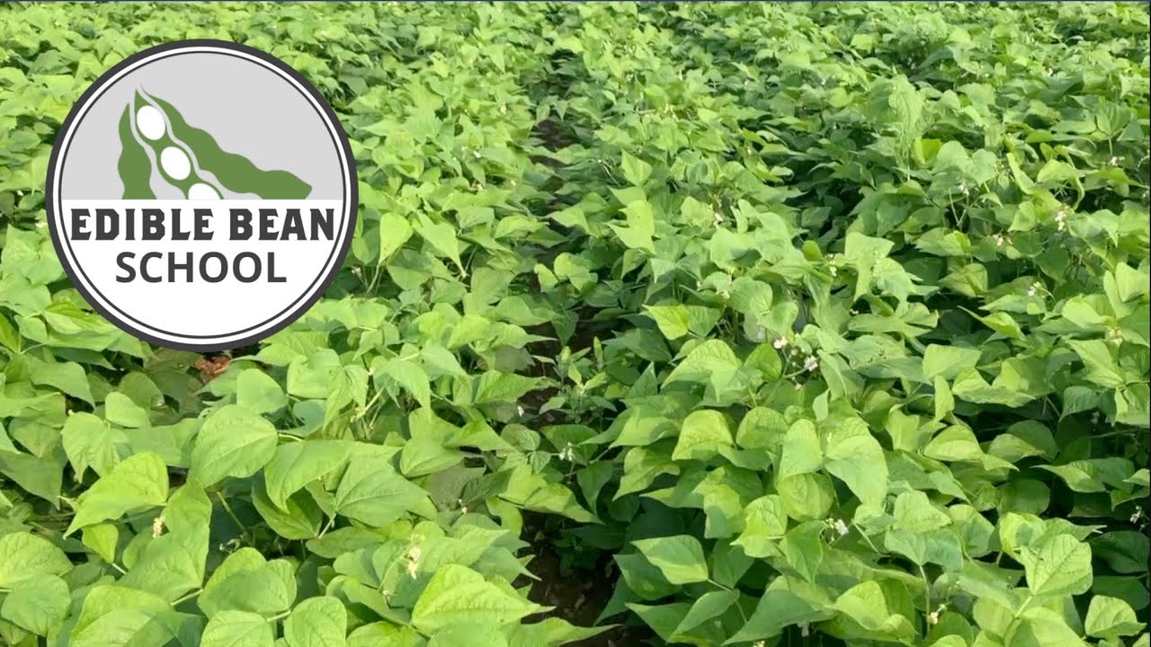 Edible Bean School: Precision ag drives profit in dry beans - YouTube