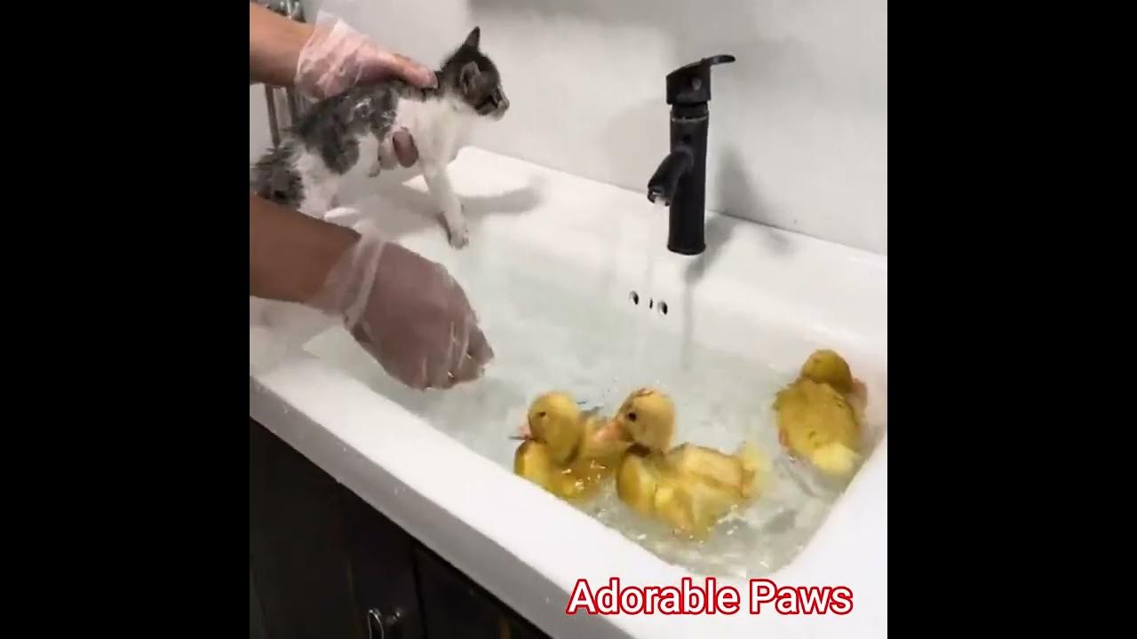 Three ducklings are going to teach kittens - YouTube
