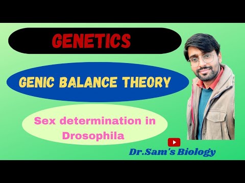 Genic Balance Theory| Sex determination in Drosophila| - YouTube