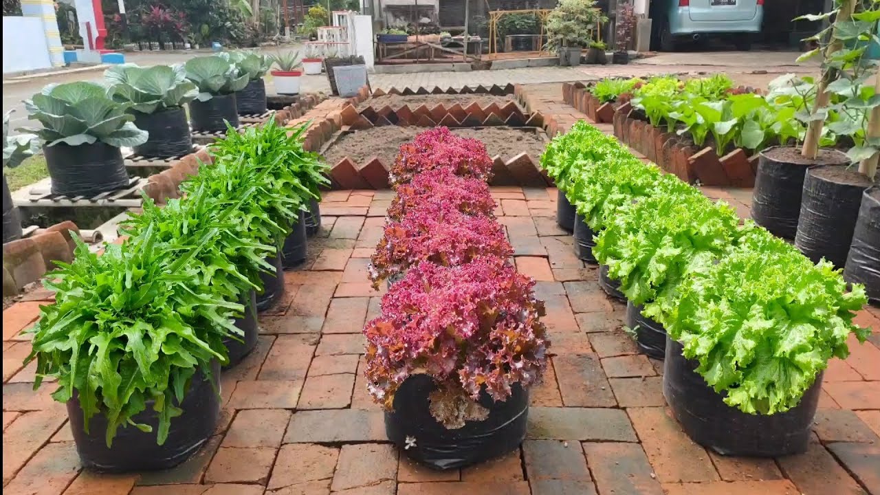 cara mudah menanam selada dipolibag || easy way to plant lettuce in ...