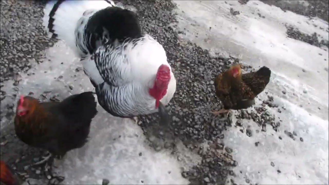 American Silver Turkeys and a lil Gold - YouTube