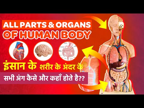 इंसान के शरीर के अन्दर के सभी अंग कैसे और कहाँ होते है | HEART, LUNG, LIVER KIDNEY OF HUMAN BODY
