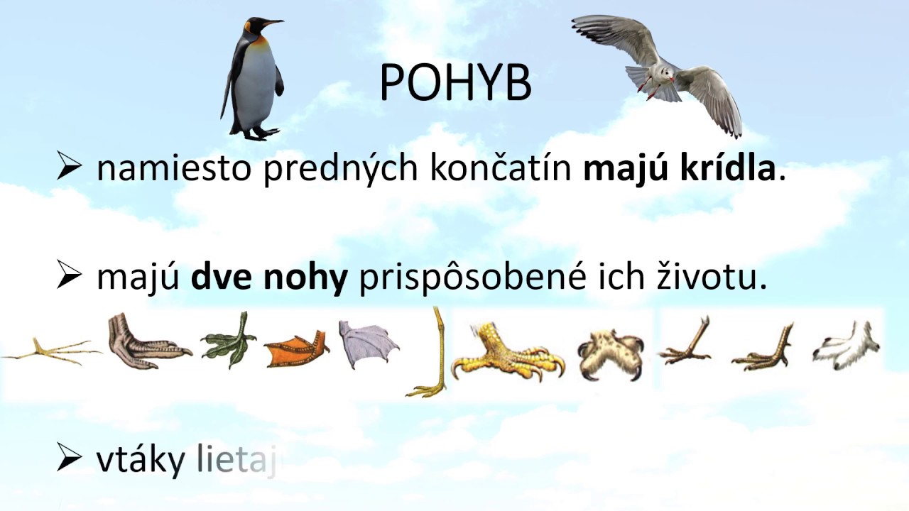 PRÍRODOVEDA pre 3. ročník: Vtáky - YouTube