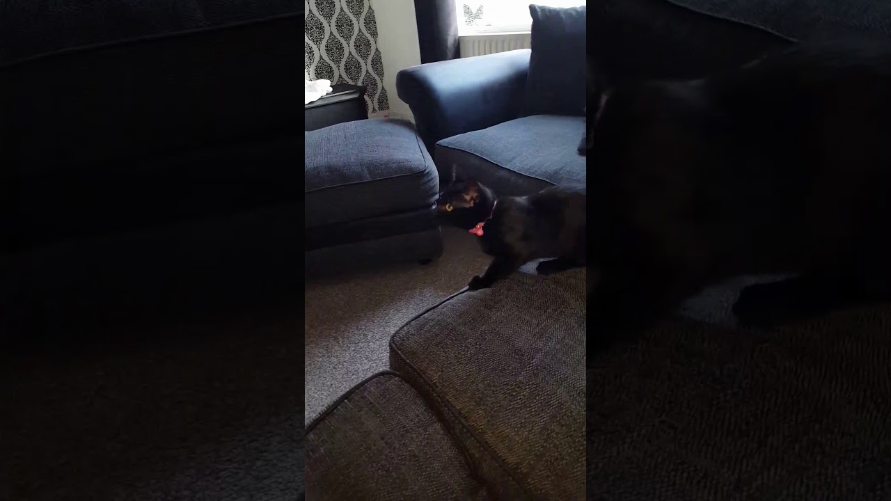 Mildred the cat - YouTube