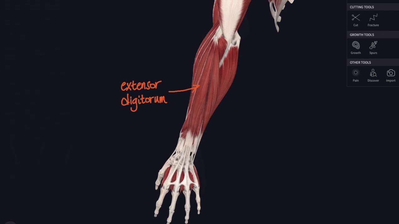 Lockdown Anatomy with Prof Alice Roberts #5: forearm extensors - YouTube
