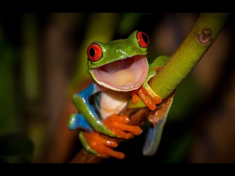 Flurya Mekanı - Kurbağa 003 (Frog) Kaba Kurbağa