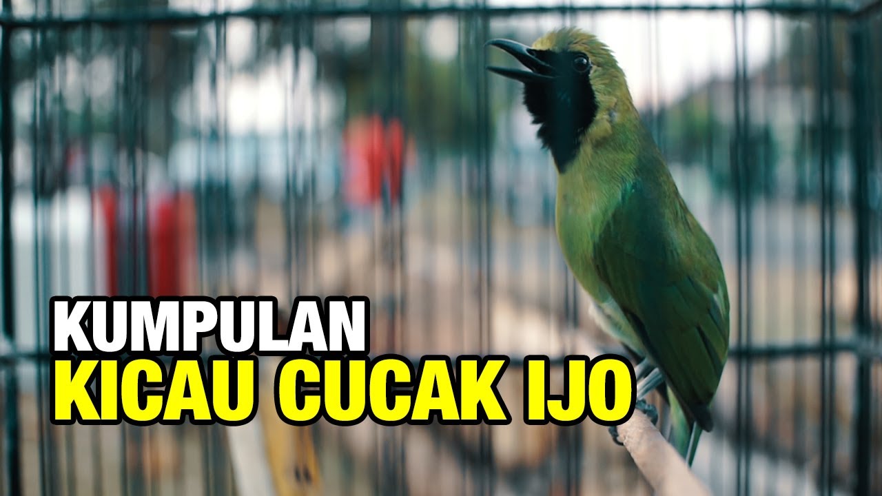 KUMPULAN KICAU CUCAK IJO - YouTube