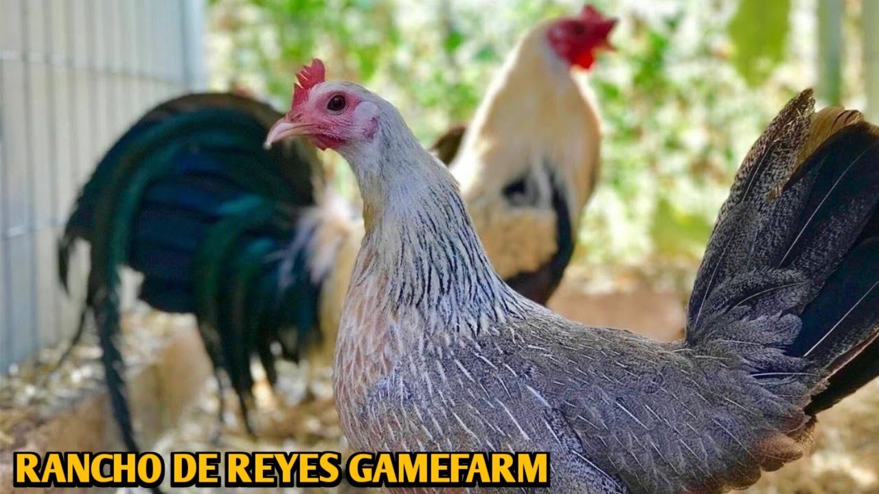 Claret Roundhead Grey - RANCHO DE REYES FARM - YouTube