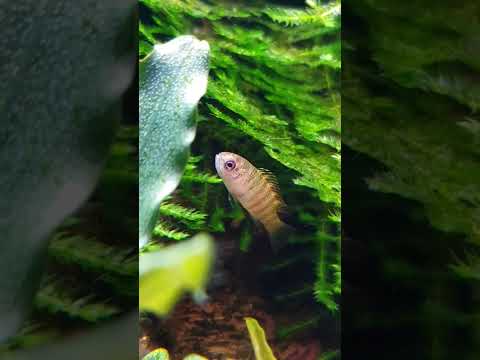 Black Tiger Badis (Dario sp. 'Myanmar') - YouTube