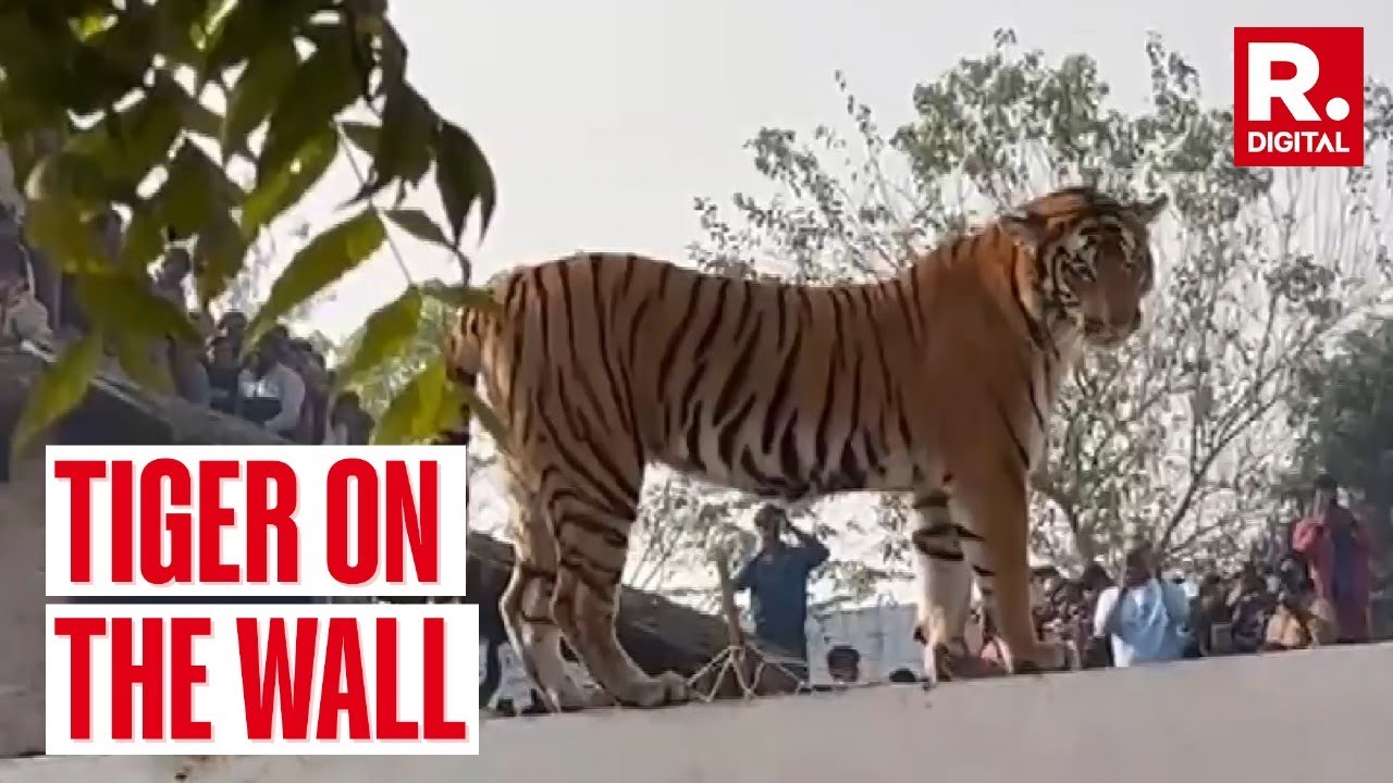 Watch: Tiger Visits Village In Pilibhit, Rests On A Wall - YouTube