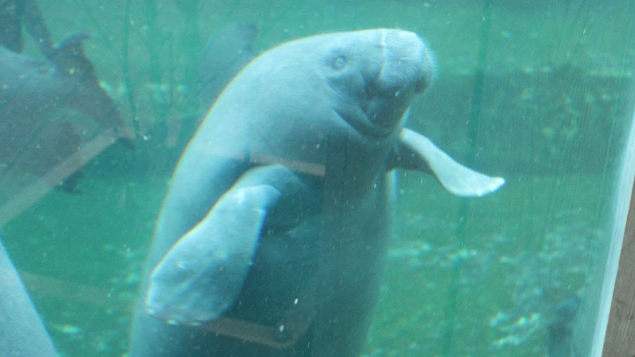Lamantin bébé Kali'na / Manatee baby Kali'na : ZooParc De Beauval 2018 ...