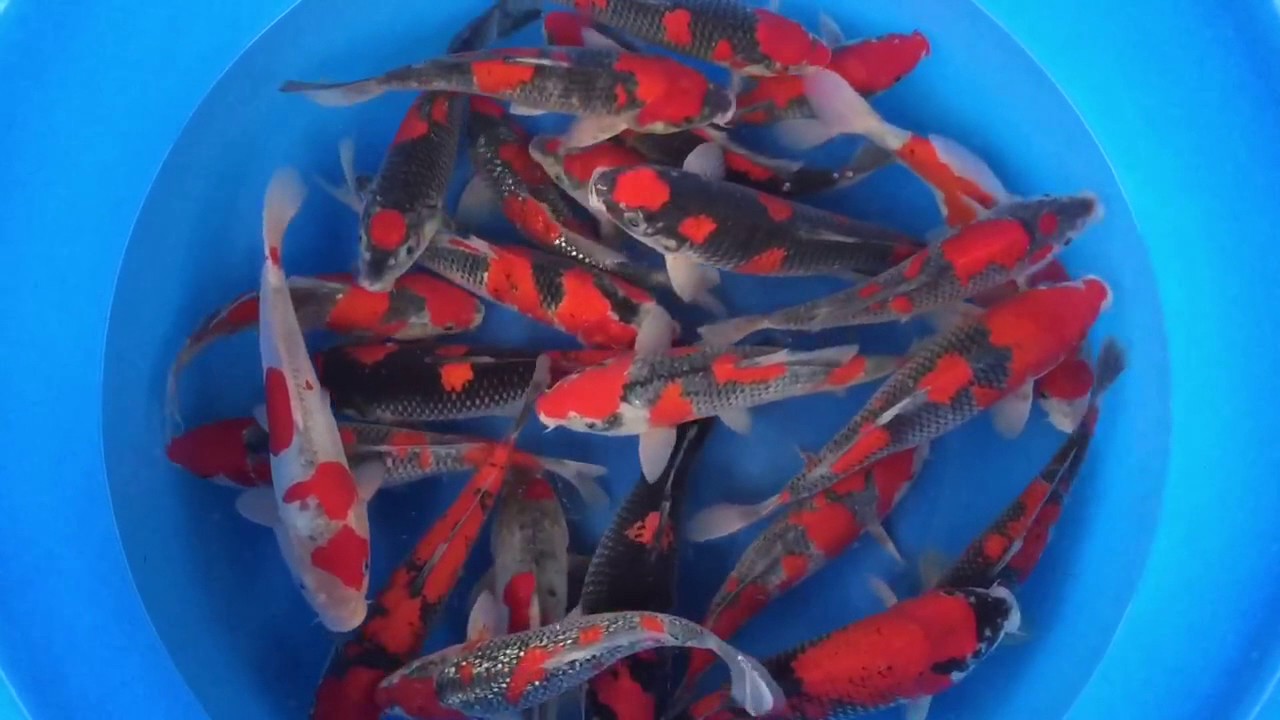 Aoki ornafish special nisai mix 2 - YouTube