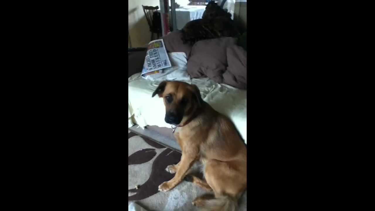 Eminem dog - YouTube
