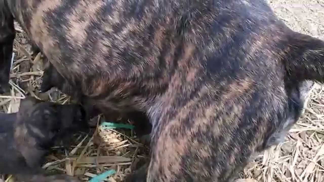 perra de color atigrado - YouTube