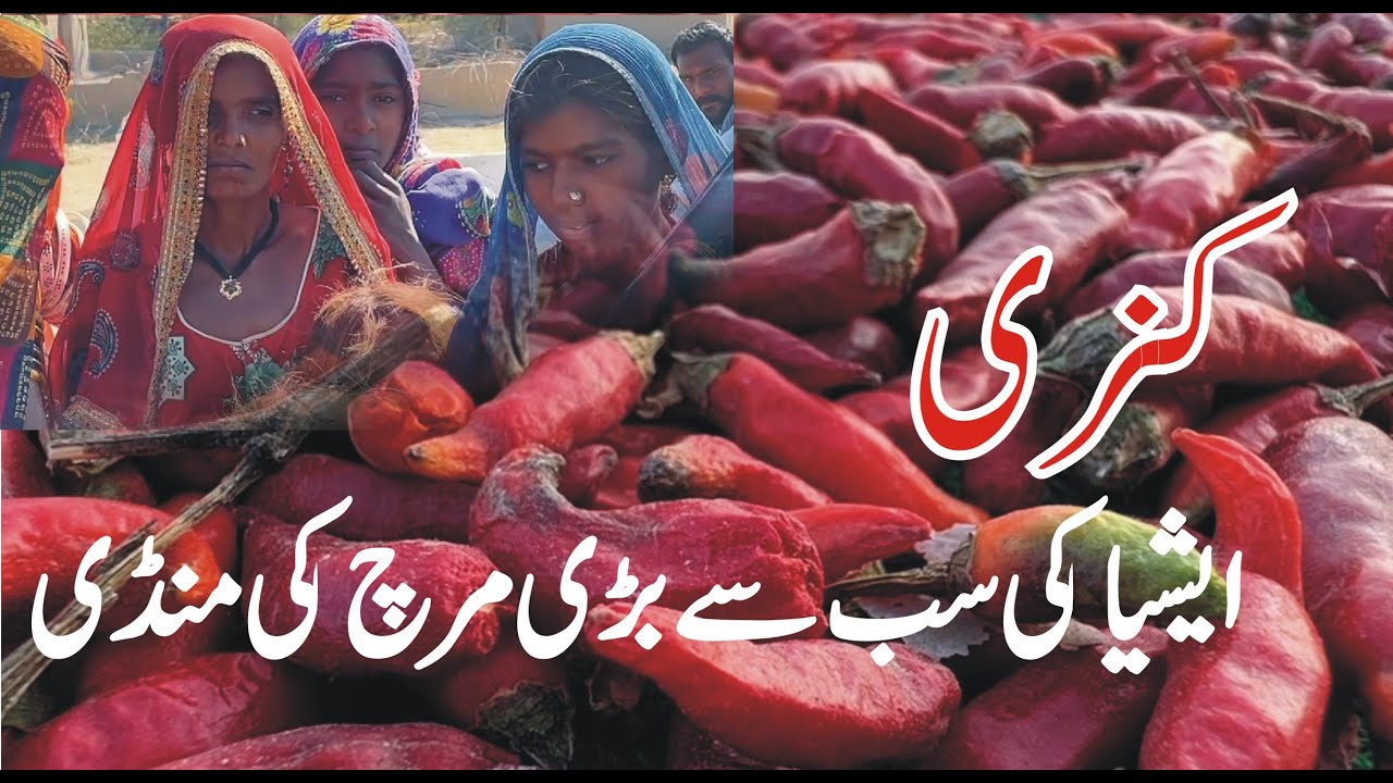 Red Chillies of Kunri | 70% of Pakistan’s Chilli Grows Here – But At ...