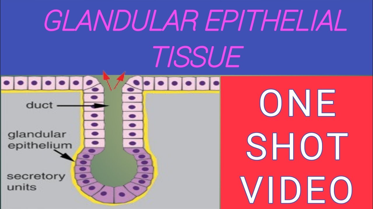 GLANDULAR EPITHELIAL TISSUE #biology #science # ANATOMY#epithelial ...