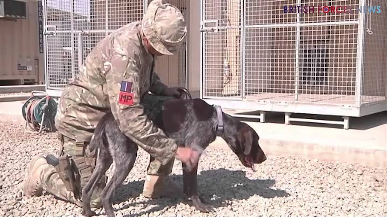 Meet Hertz the Highly Trained Sniffer Dog - YouTube