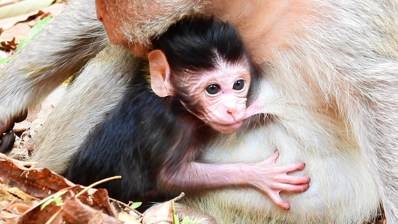 NEWBORN baby monkey make mommy got more tired. mom sleep on ground ...