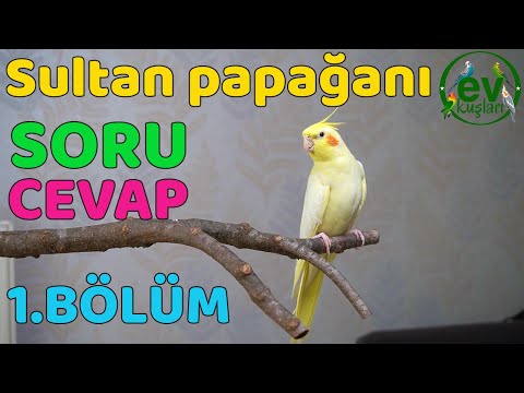 SULTAN PAPAĞANI SORU CEVAP 1.BÖLÜM