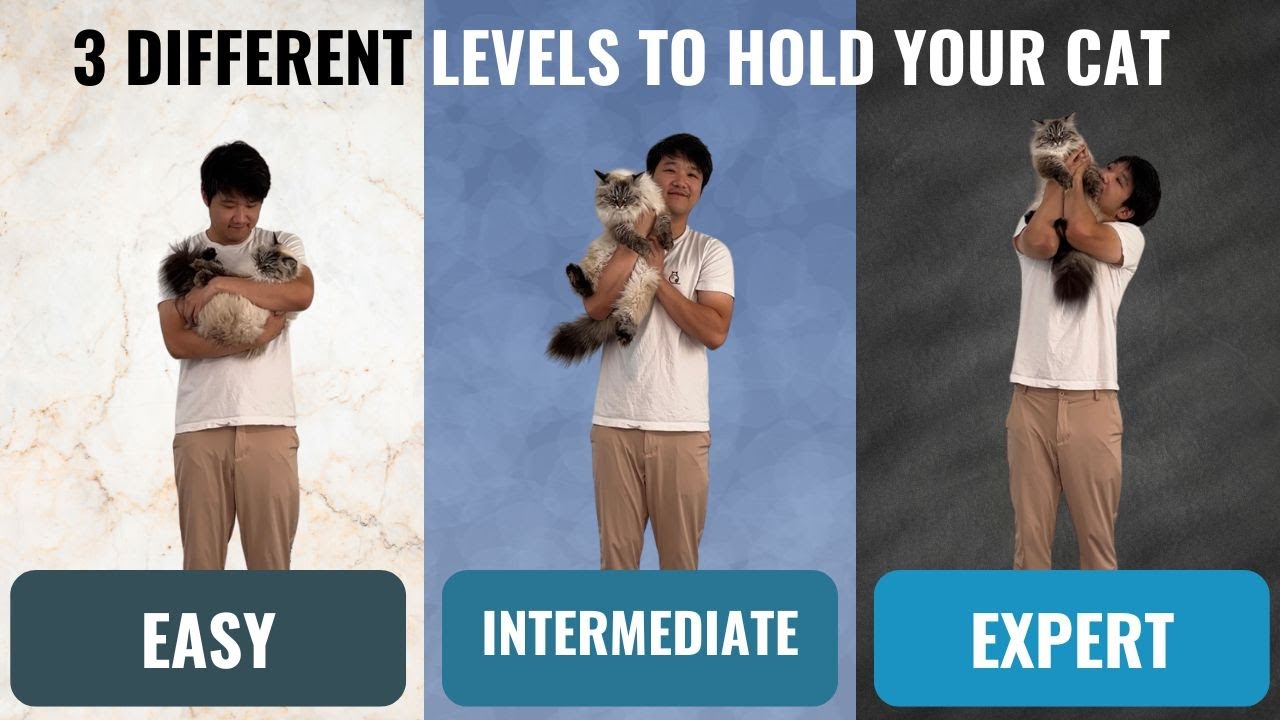 Try These Holds To Carry YOUR Cat! Holds For Different Level Of Cat ...