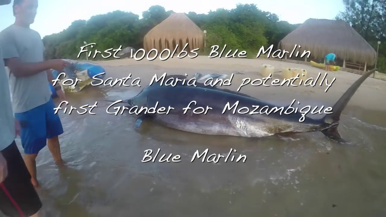 Santa Maria Mozambique 1000 pound Blue Marlin - YouTube