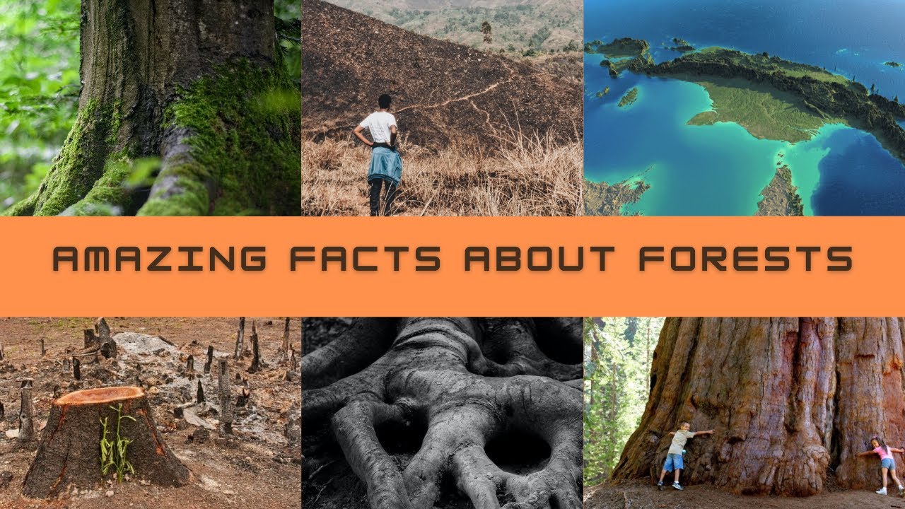 Amazing Facts About Forests - YouTube