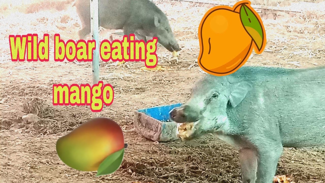 Wild boar eating mango ,@ruralanimallifestyle3018 - YouTube