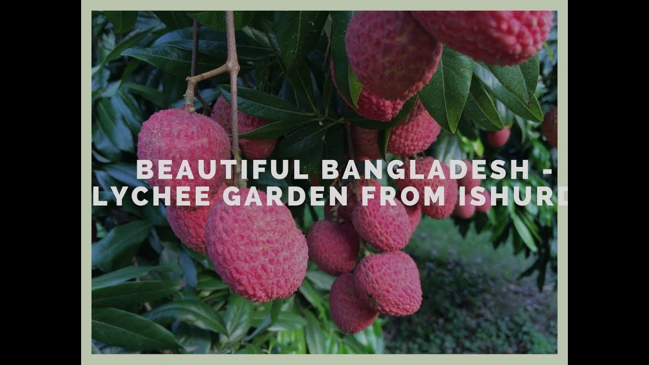 Beautiful Bangladesh - Lychee Garden From Ishurdi - YouTube