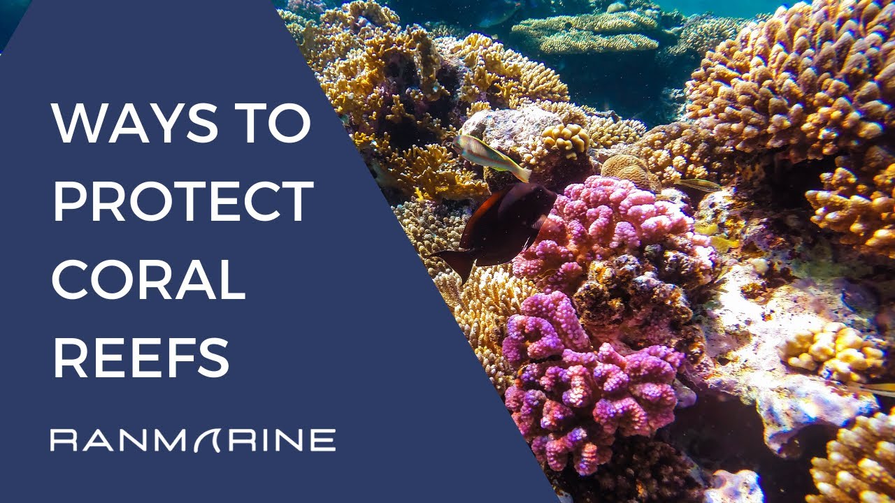 Ways To Protect Coral Reefs RanMarine Techology YouTube Ways To Protect Coral Reefs RanMarine Techology YouTube
