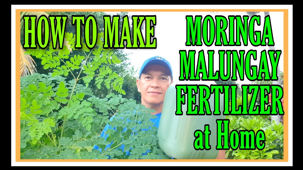 How to make Moringa Extract Fertilizer at Home / How to make moringa ...