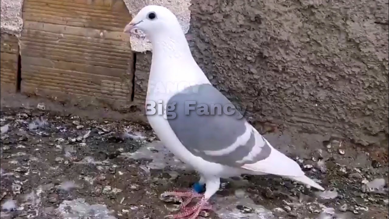 Best homing pigeon breed | Racing Homer Pigeon Loft - Breeding racing ...
