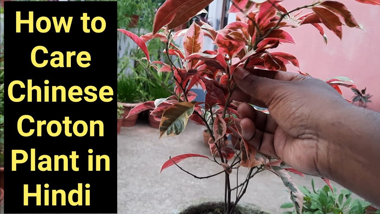 How to care Chinese Croton Plant // Chinese Croton grow and care ...