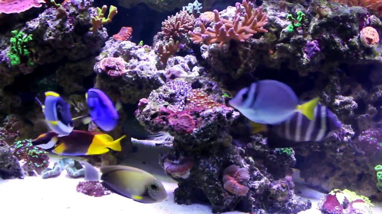 Feeding Golden Dwarf Eel & Fish - YouTube