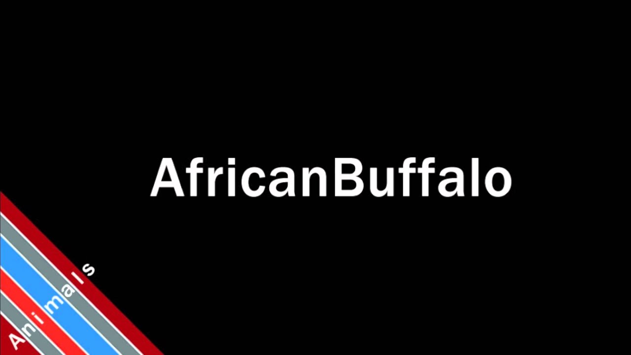 How to Pronounce African Buffalo - YouTube