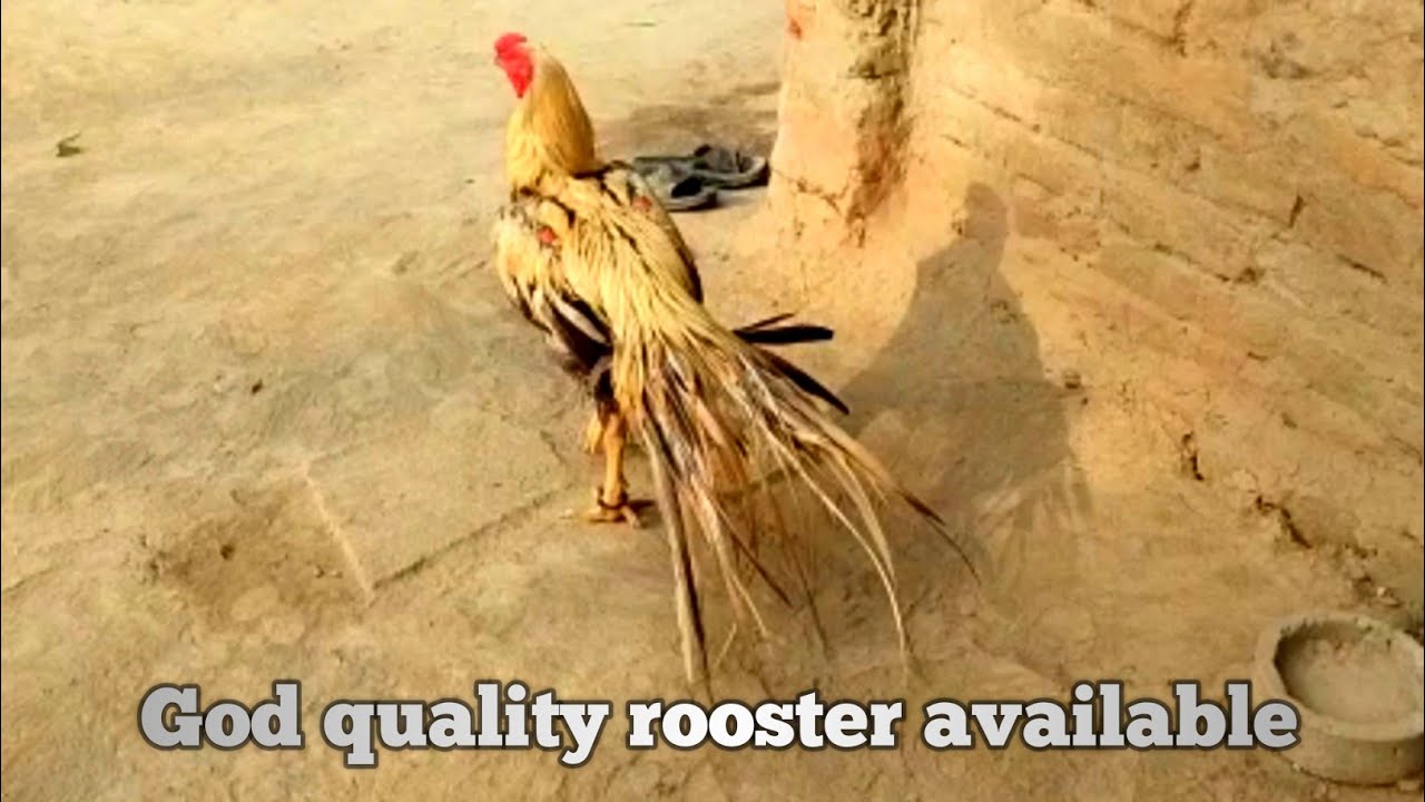 Aseel TamilNadu aseel murga pondrm colour 10 month rooster in available ...