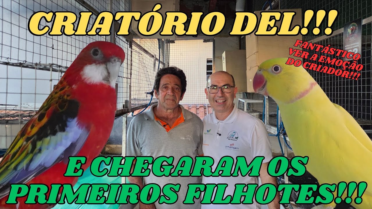 RICARDO QUEIROZ E A EMOÇÃO DE CRIAR RING NECKS E ROSELAS!!! - YouTube