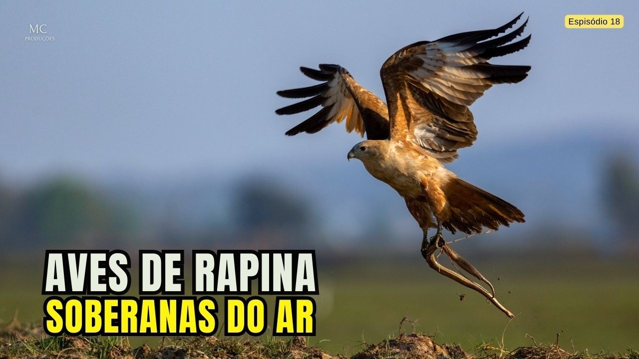 AVES DE RAPINA – As Soberanas do Ar - YouTube