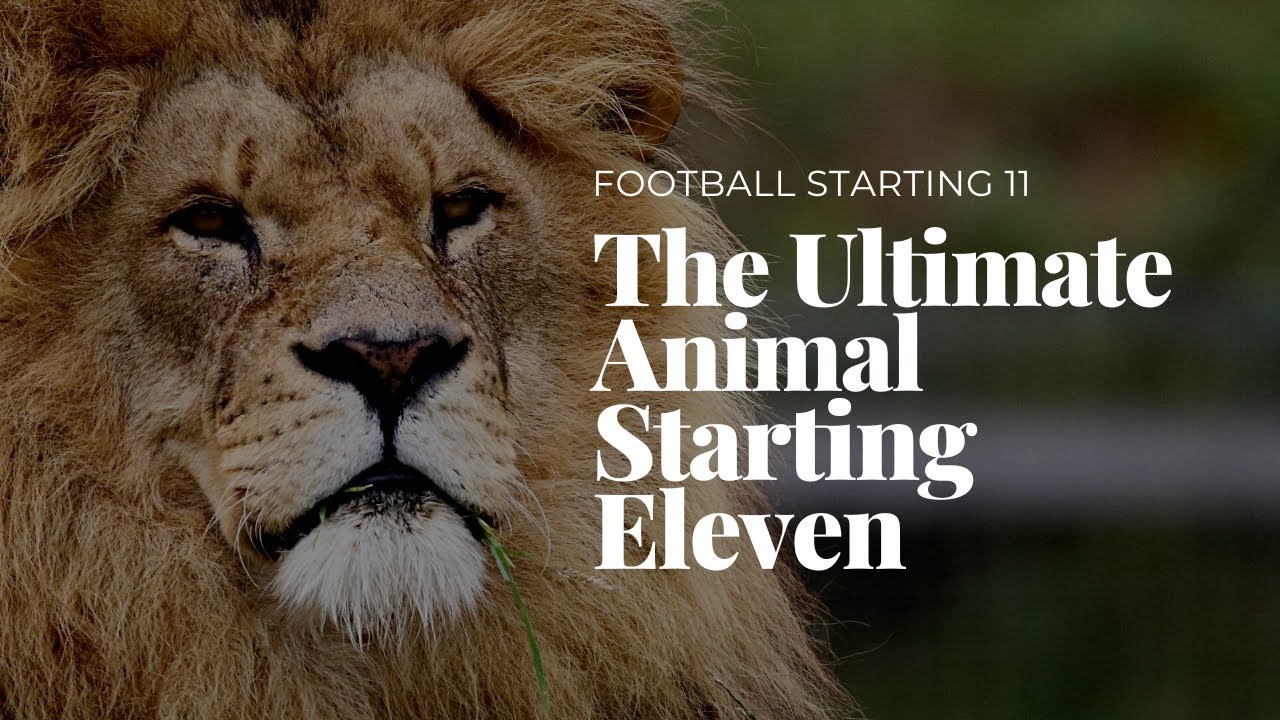 Football Frenzy: The Ultimate Animal Starting Eleven #football #animals ...