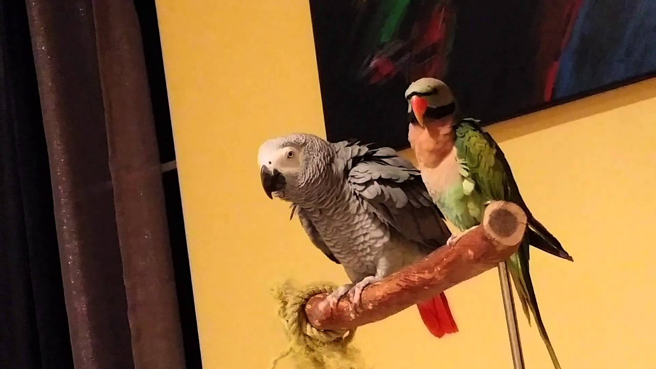 PARROT TALK, MY FLOCK: My African Grey says "Time For Bed", Does iPhone ...